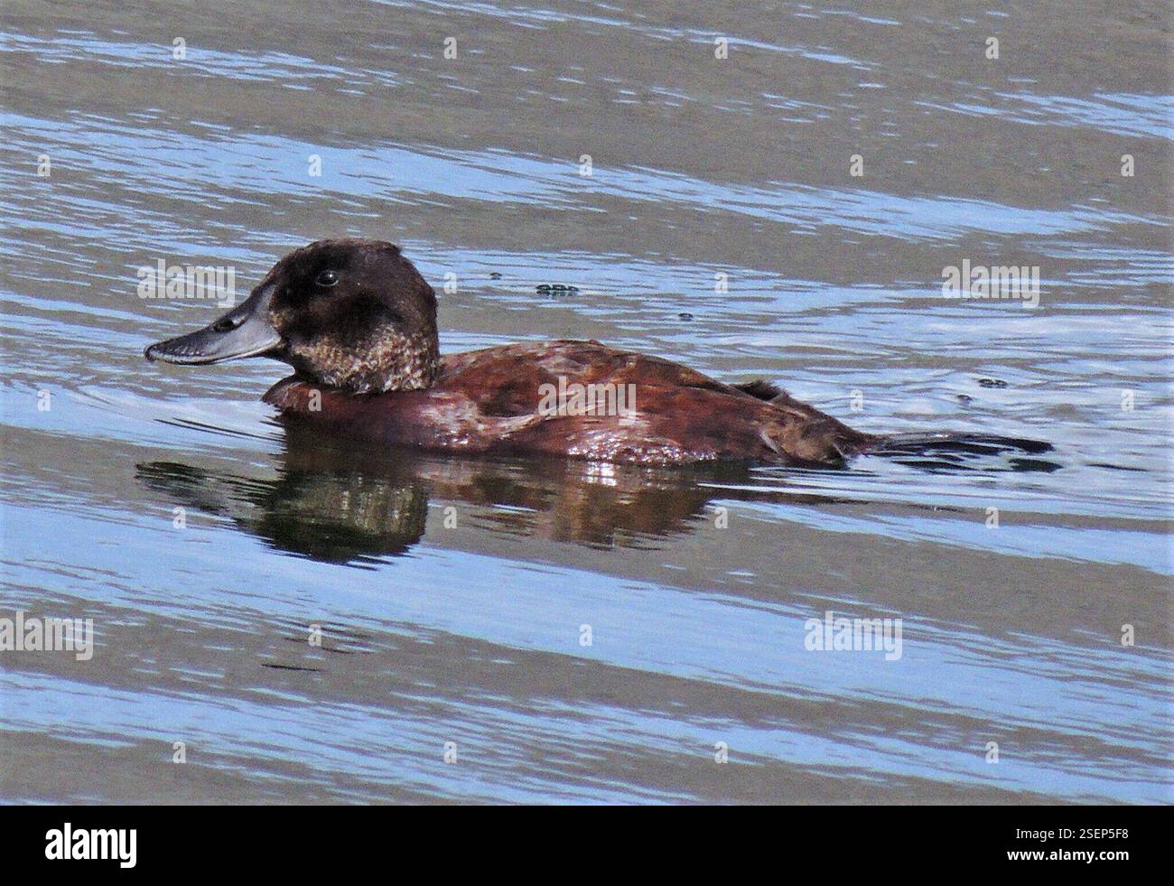 Andean Duck (Oxyura ferruginea), Aves, Lago Argentino, AR-SC, AR Stock ...
