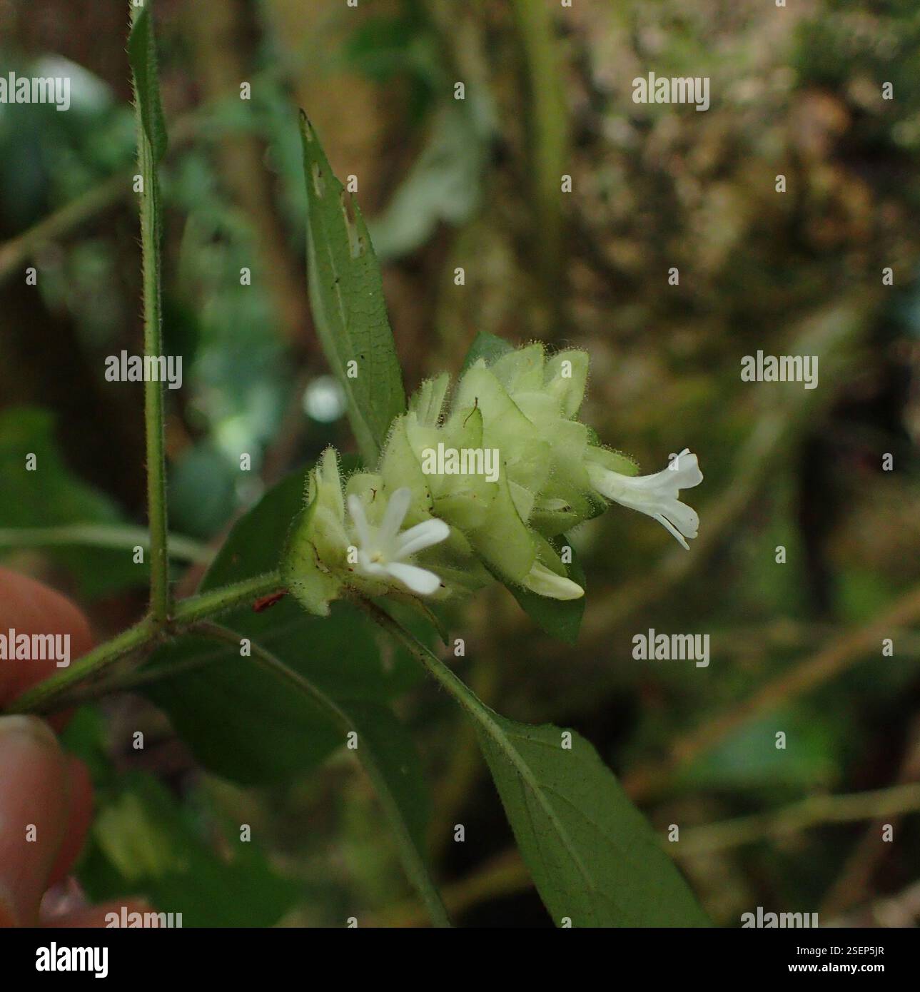 (Phaulopsis imbricata), Plantae, Mgangeni, Maphephetha, South Africa ...