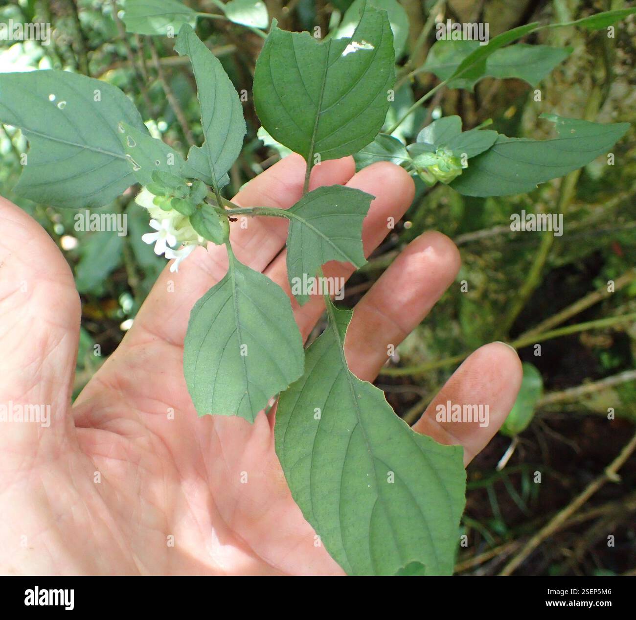 (Phaulopsis imbricata), Plantae, Mgangeni, Maphephetha, South Africa ...