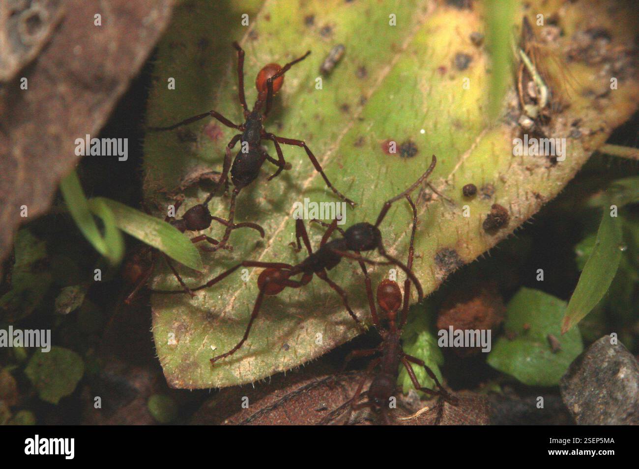 Eciton Army Ants (Eciton), Insecta, Oxapampa, Peru Stock Photo - Alamy