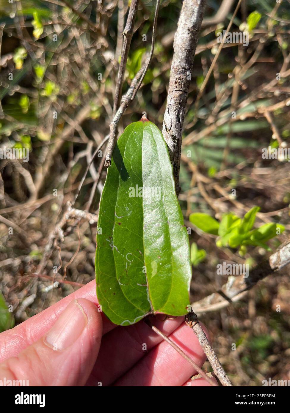 sawbrier (Smilax glauca), Plantae, Torreya State Park, Bristol, FL, US ...