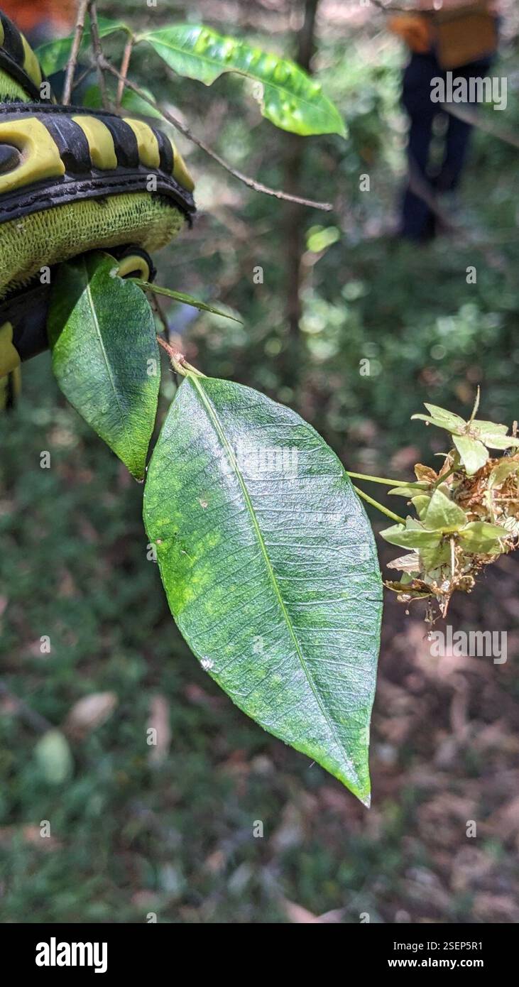 Grey Myrtle (Backhousia myrtifolia), Plantae, Newcastle - Outer West ...
