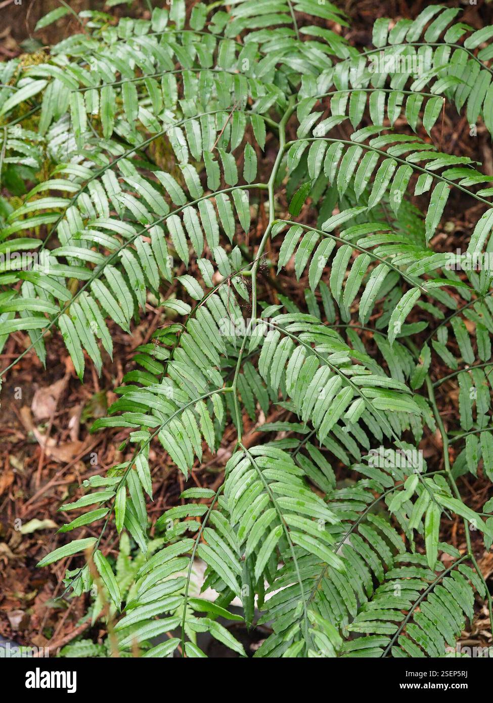 Vessel Fern (Angiopteris lygodiifolia), Plantae, 台灣新北市 Stock Photo - Alamy