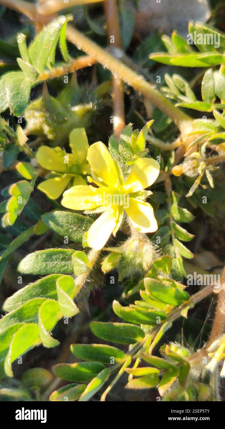 puncture vine (Tribulus terrestris), Plantae, La Quinta, CA, USA Stock ...