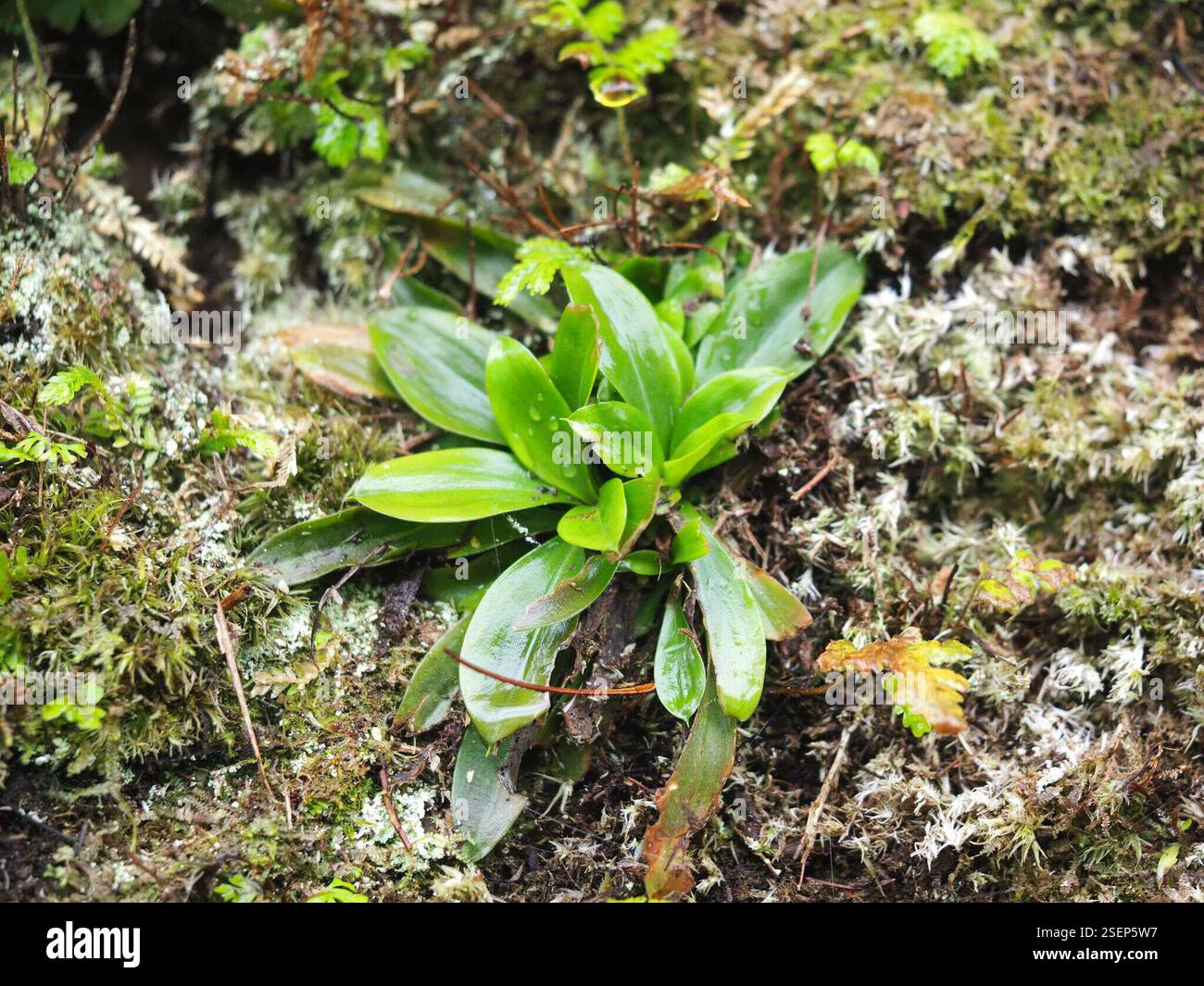 (Heloniopsis umbellata), Plantae, 台灣台北 Stock Photo - Alamy