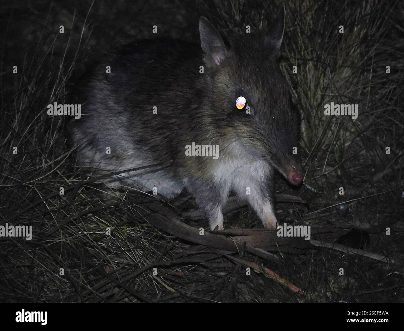 Eastern Barred Bandicoot (Perameles gunnii), Mammalia, Hobart TAS ...