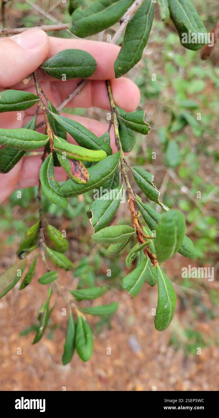 rusty staggerbush (Lyonia ferruginea), Plantae, Ocala, FL 34476, USA ...