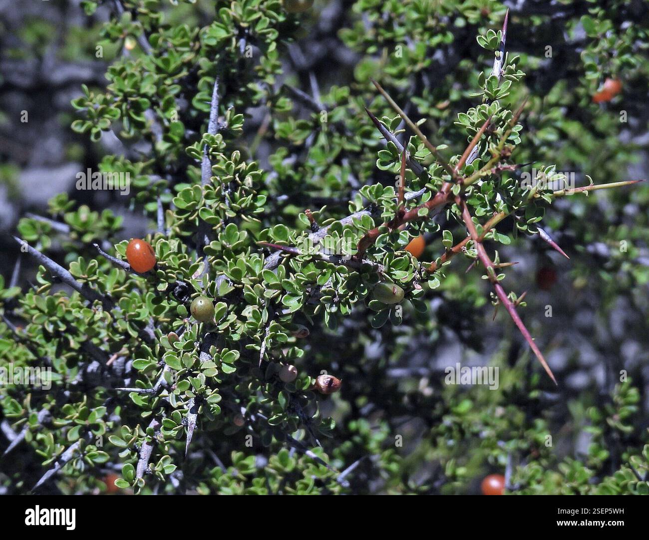 (Condalia microphylla), Plantae, Valcheta, Río Negro, Argentina Stock ...