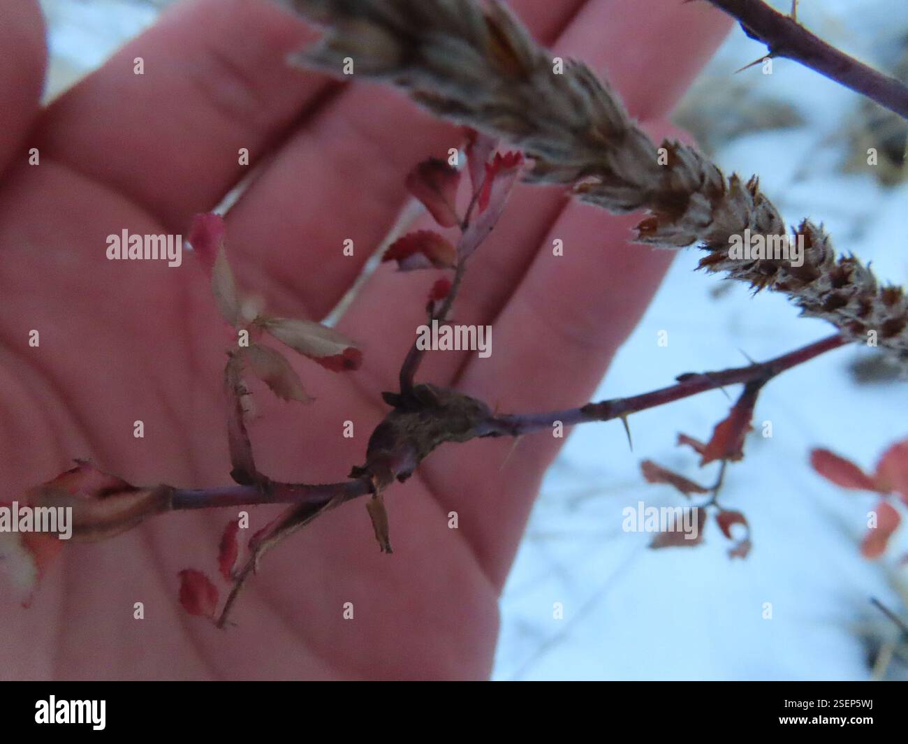 (Diplolepis triforma), Insecta, Wind Cave National Park, Custer, South ...
