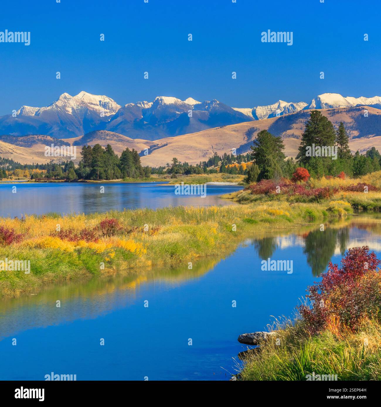 fall colors along the flathead river below the mission mountains near dixon, montana Stock Photo ...