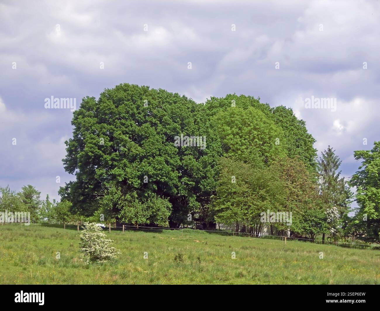 Meadows and group of trees hi-res stock photography and images - Alamy