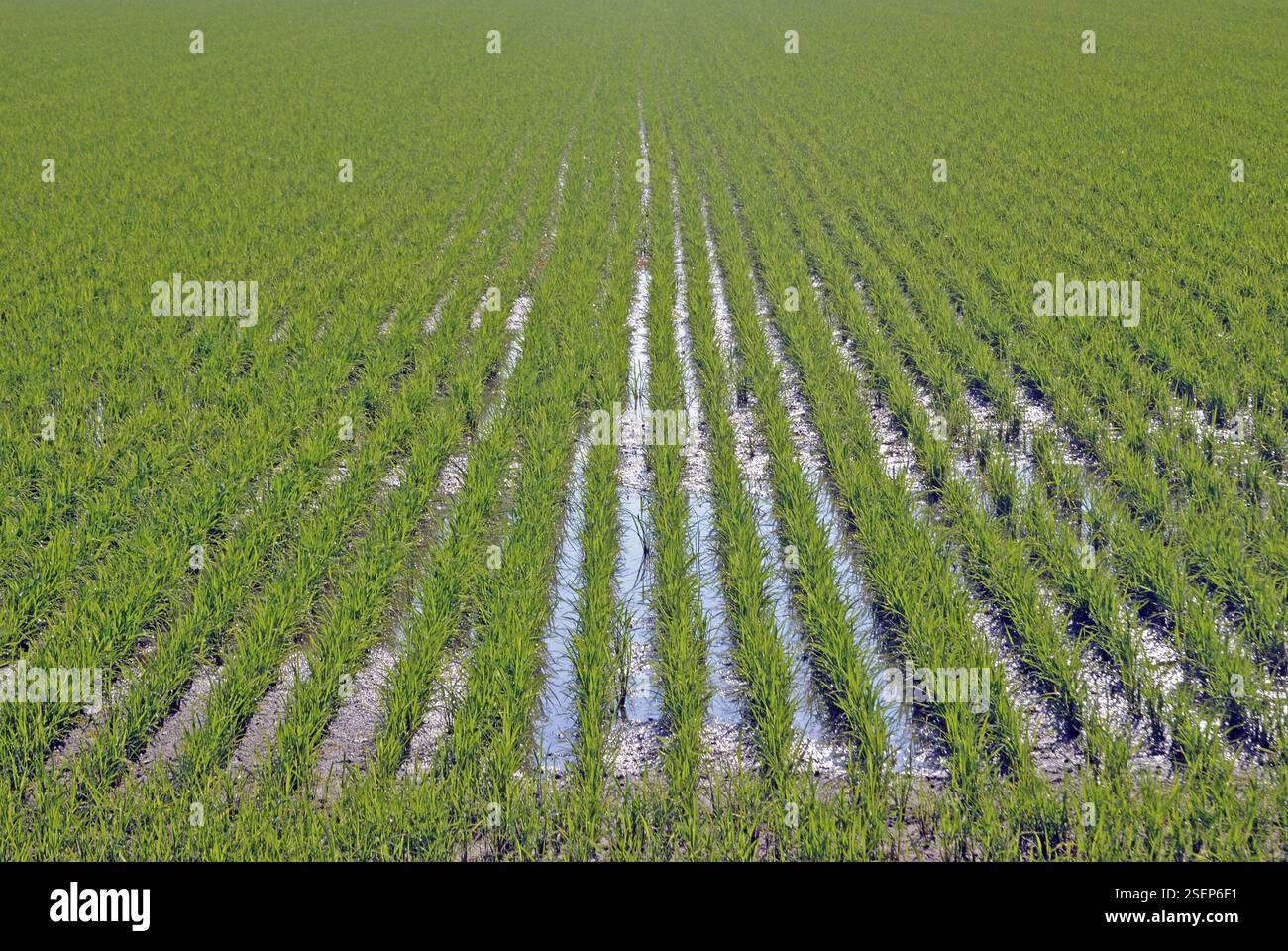 Rice field, rice cultivation Stock Photo - Alamy