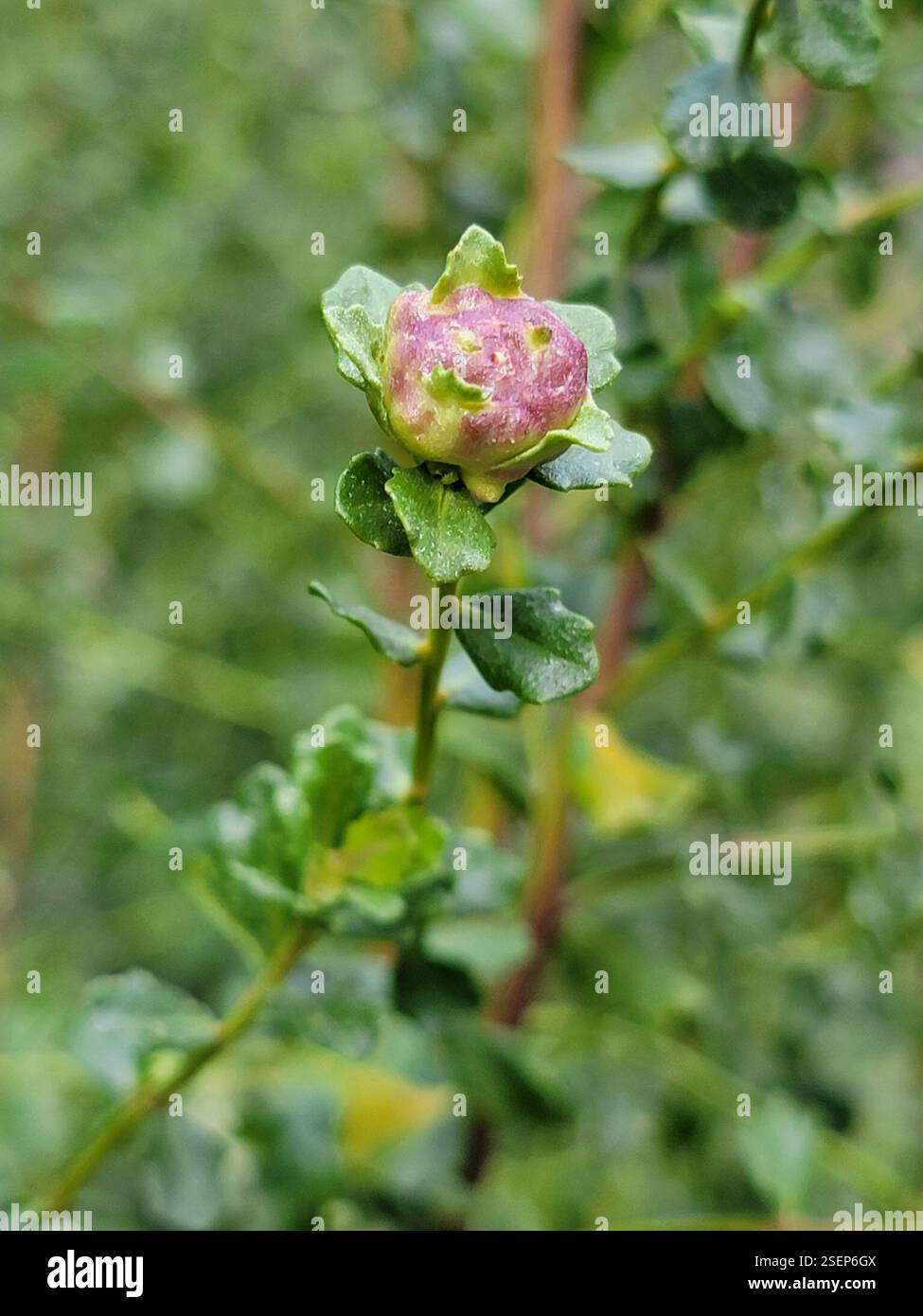 Coyote Brush Bud Gall Midge (Rhopalomyia californica), Insecta ...