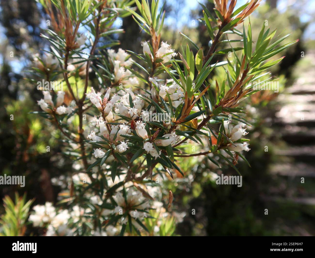 Cheeseberry (Cyathodes glauca), Plantae, Ben Lomond National Park ...