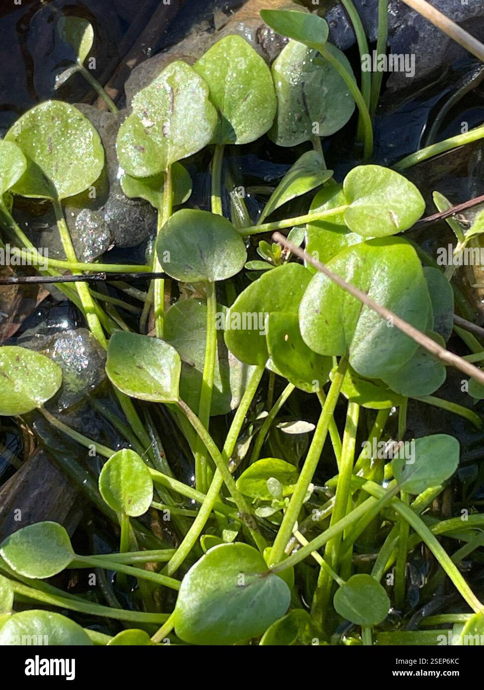 low spearwort (Ranunculus pusillus), Plantae, Polkton, NC, US, Wet ...