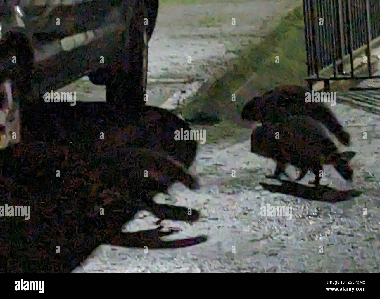 Common Raccoon (Procyon lotor), Mammalia, Greater Vancouver, CA-BC, CA ...