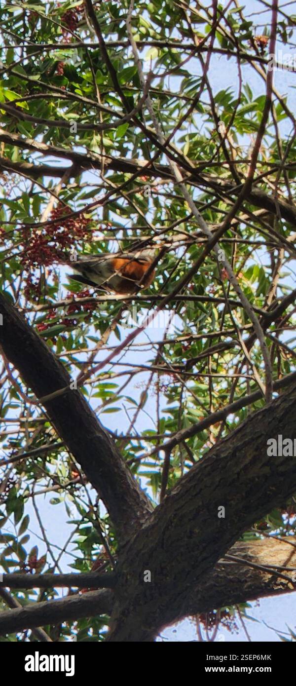American Robin (Turdus migratorius), Aves, 22430 Tijuana, Baja ...
