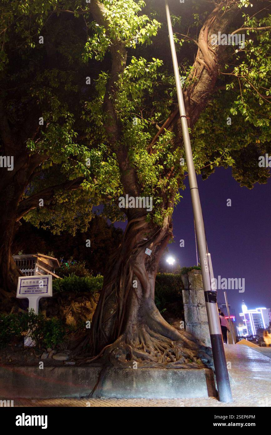 Mock Bodh Tree (Ficus rumphii), Plantae, St. Anthony's Parish, Macao ...