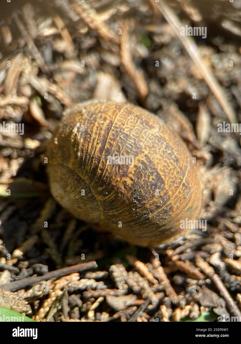 Gastropods (Gastropoda), Mollusca, Los Angeles County, US-CA, US Stock ...