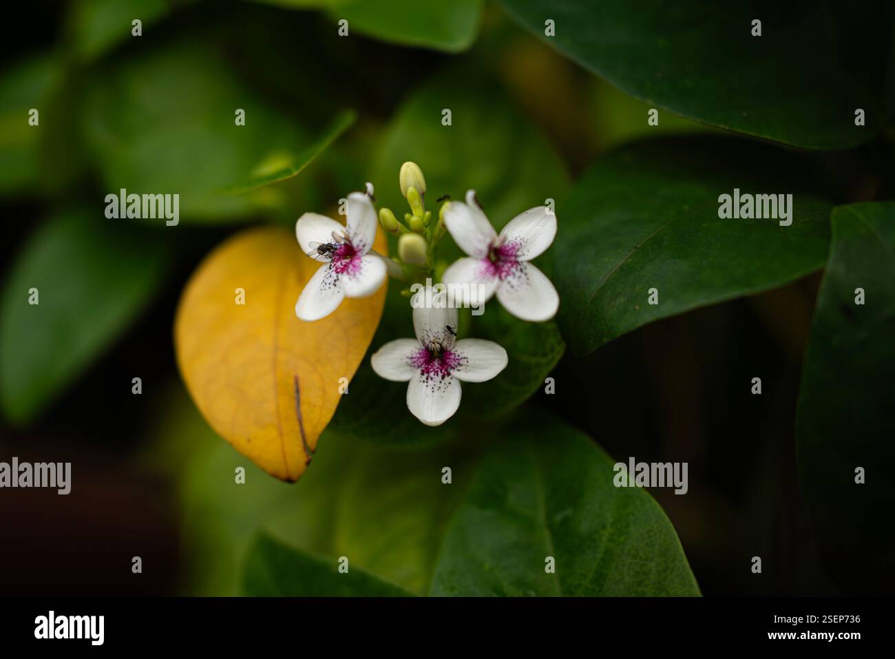 green and yellow leaves and three white flowers with pink spots ...