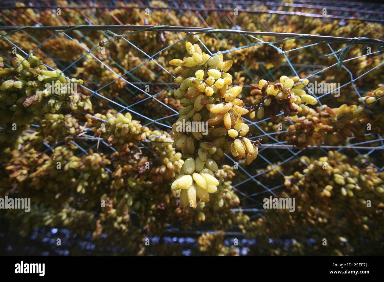 Grapes kept for drying on racks in dry grapes factory at Sangli ...