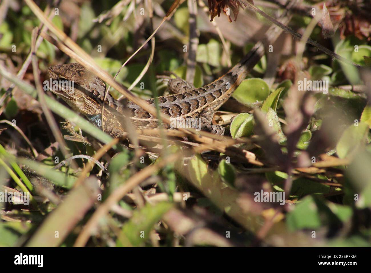 Spiny Lizards (Sceloporus), Reptilia, Tecolotlán, Jal., México Stock ...