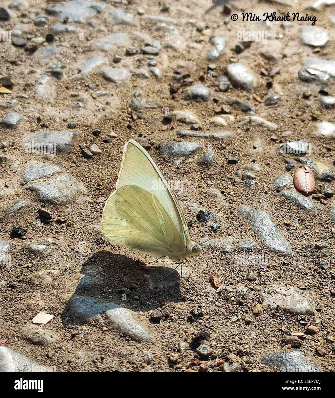 Common Albatross (Appias albina), Insecta, Hpa-An Stock Photo - Alamy