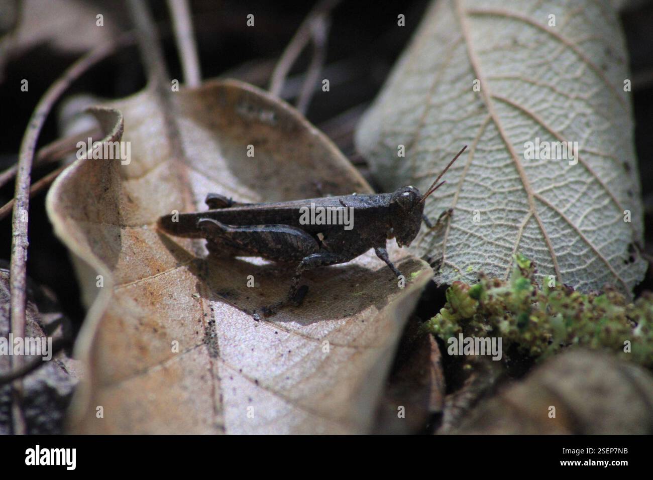 Tecolotlan hi-res stock photography and images - Alamy
