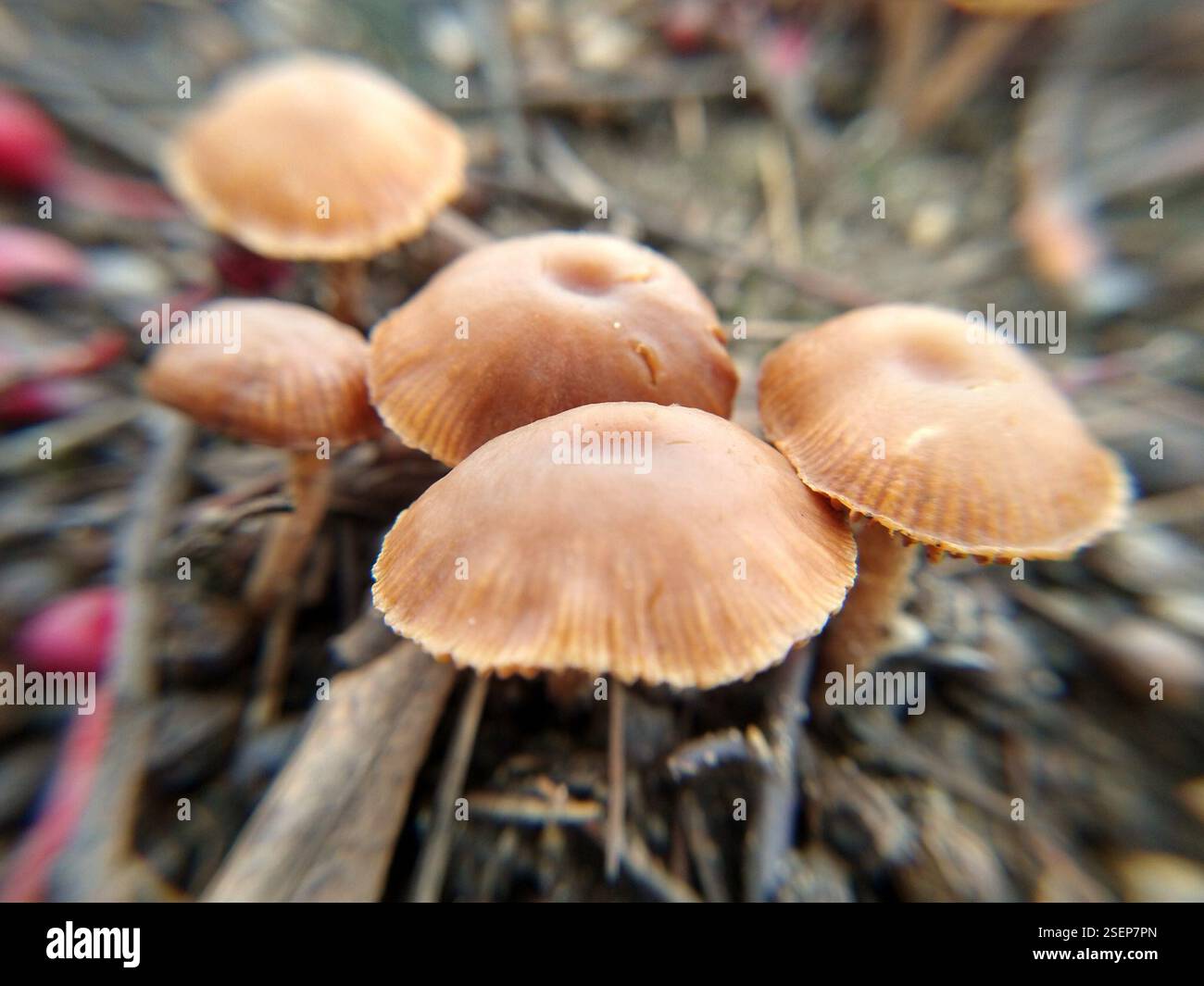 Basidiomycete Fungi (Basidiomycota), Fungi, California State University ...