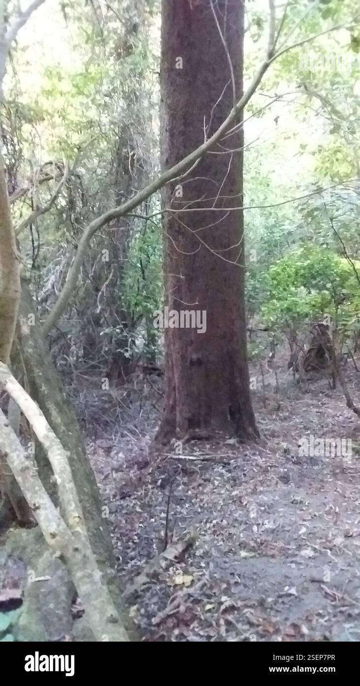 Mataī (Prumnopitys taxifolia), Plantae, Waipapa Bay 7371, New Zealand ...