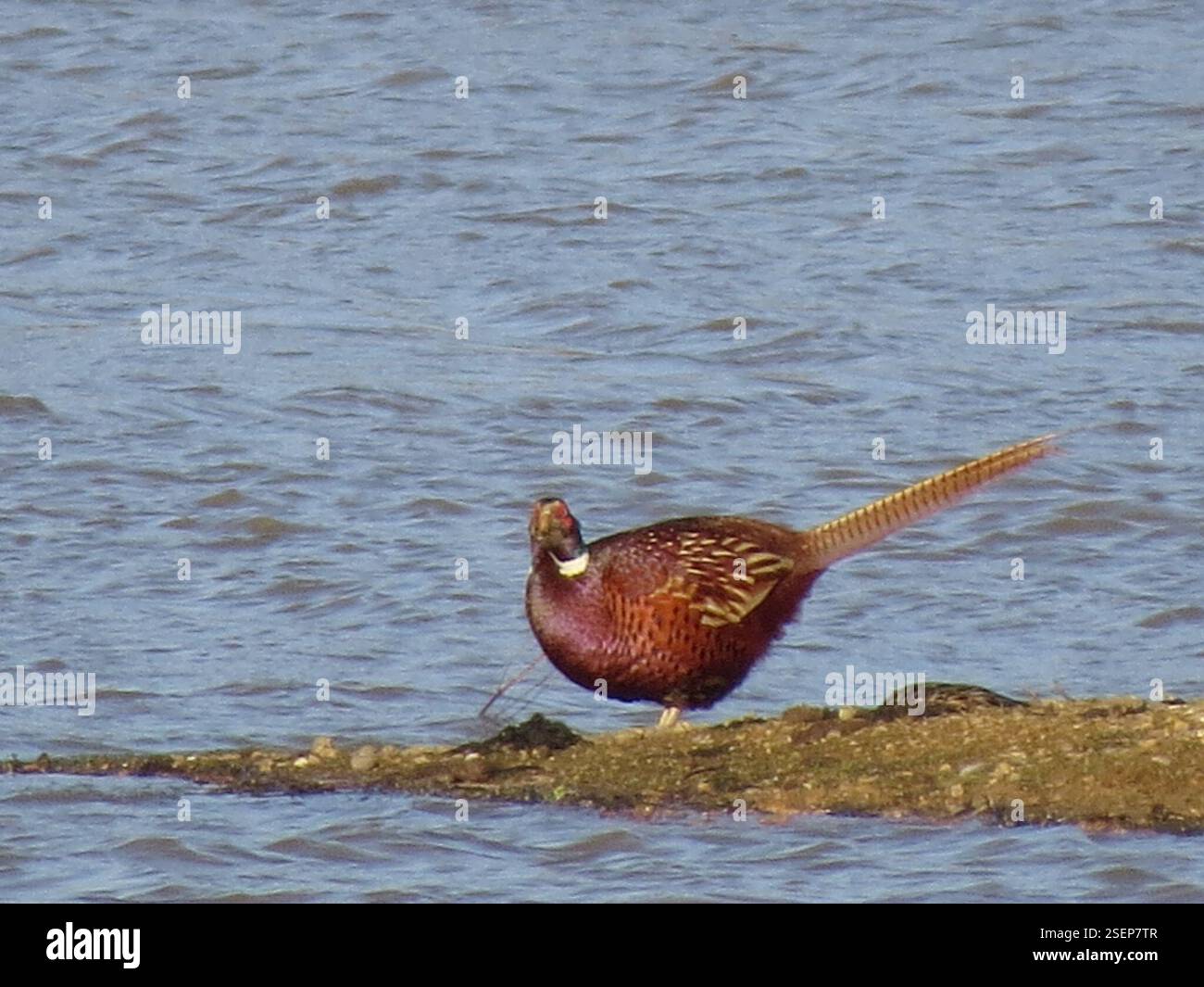 Ring-necked Pheasant (Phasianus colchicus), Aves, RSPB Old Moor Stock ...