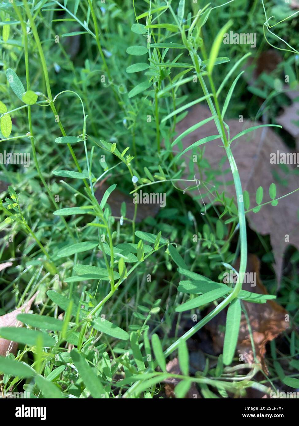 Vetches (Vicia), Plantae, University of Florida, Gainesville, FL, US ...