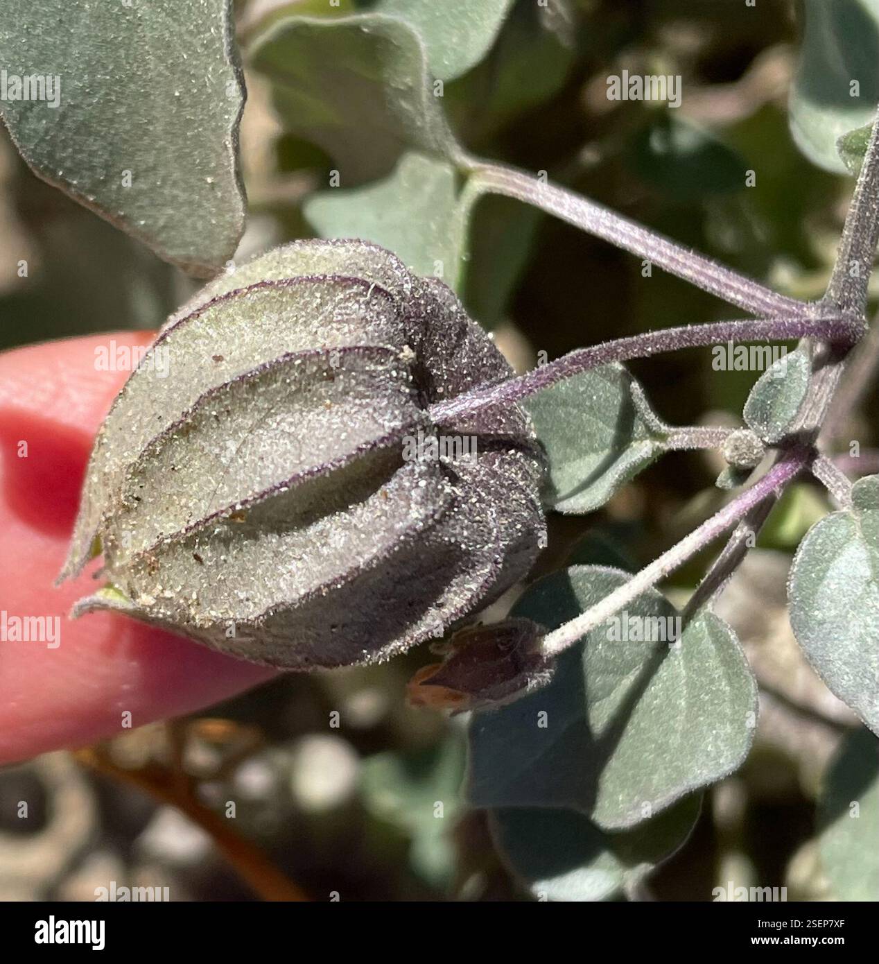 Thickleaf Groundcherry (Physalis crassifolia), Plantae, Santa Rosa and ...