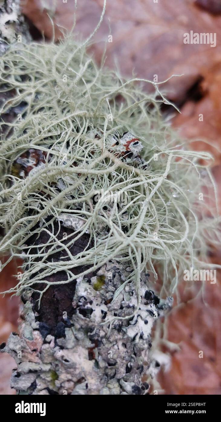 Lyndon vt hi-res stock photography and images - Alamy