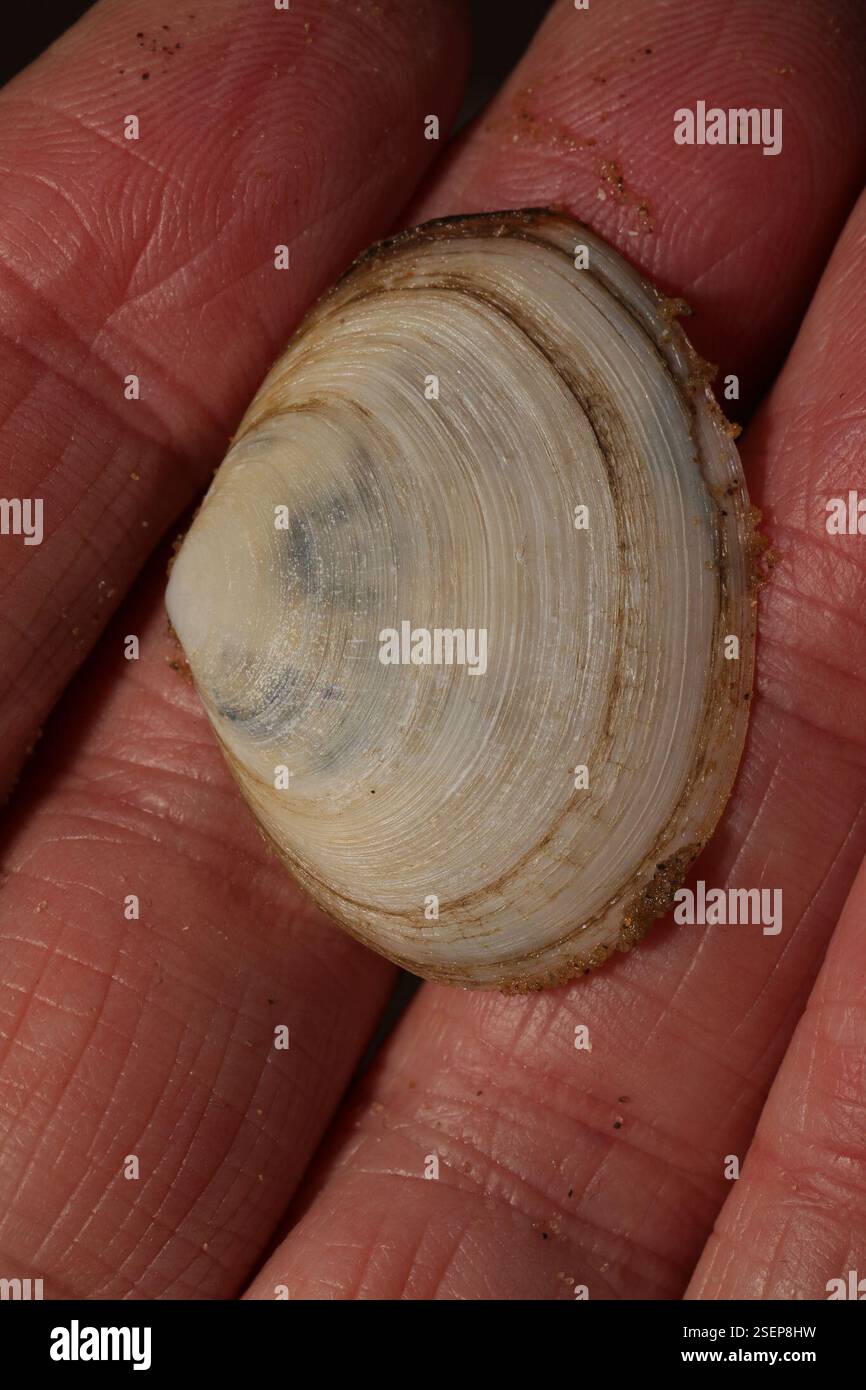 Peppery Furrow Shell (Scrobicularia plana), Mollusca, Marine Drive ...