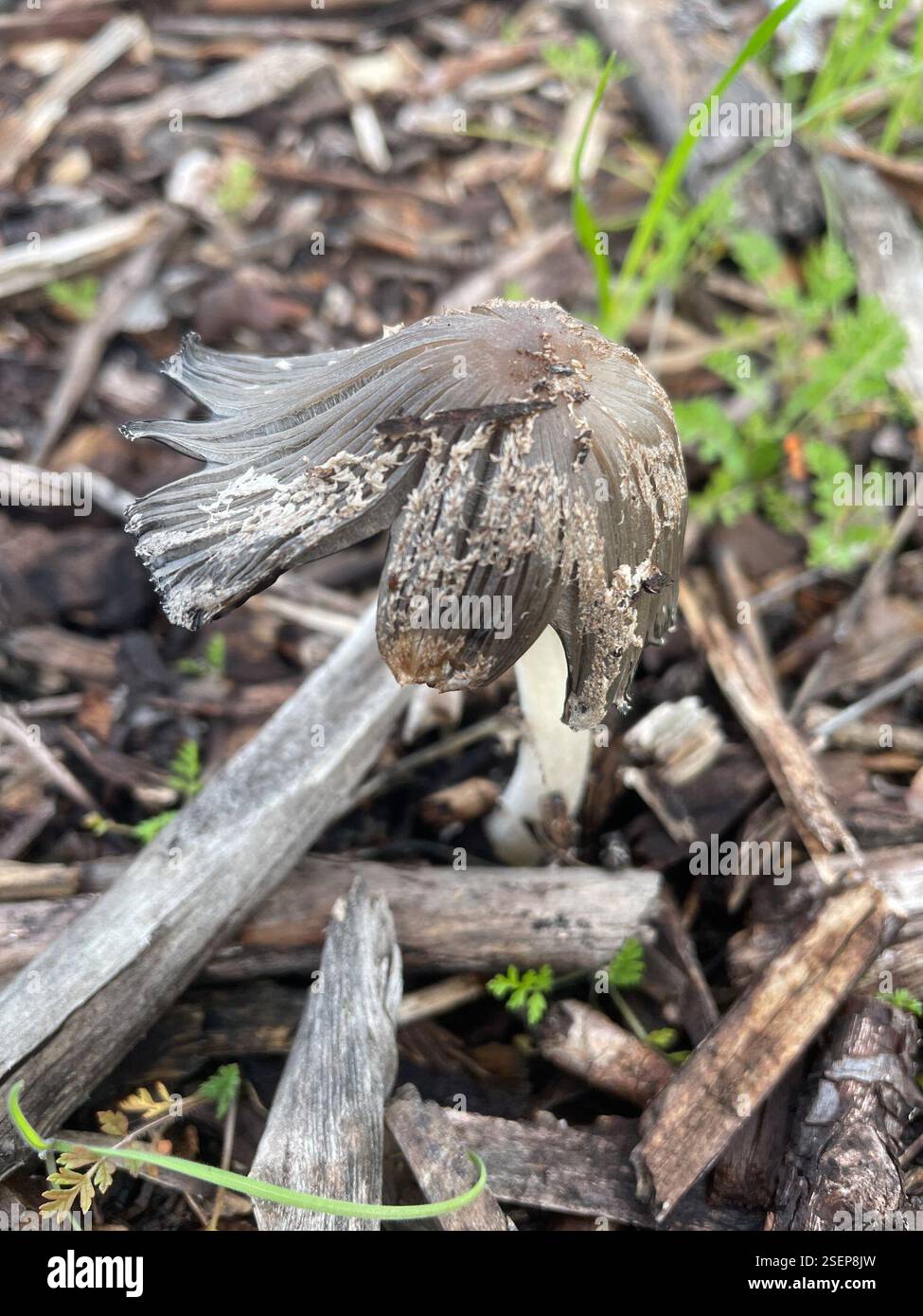 Brittlestems and Allies (Psathyrellaceae), Fungi, Evergreen, San Jose ...
