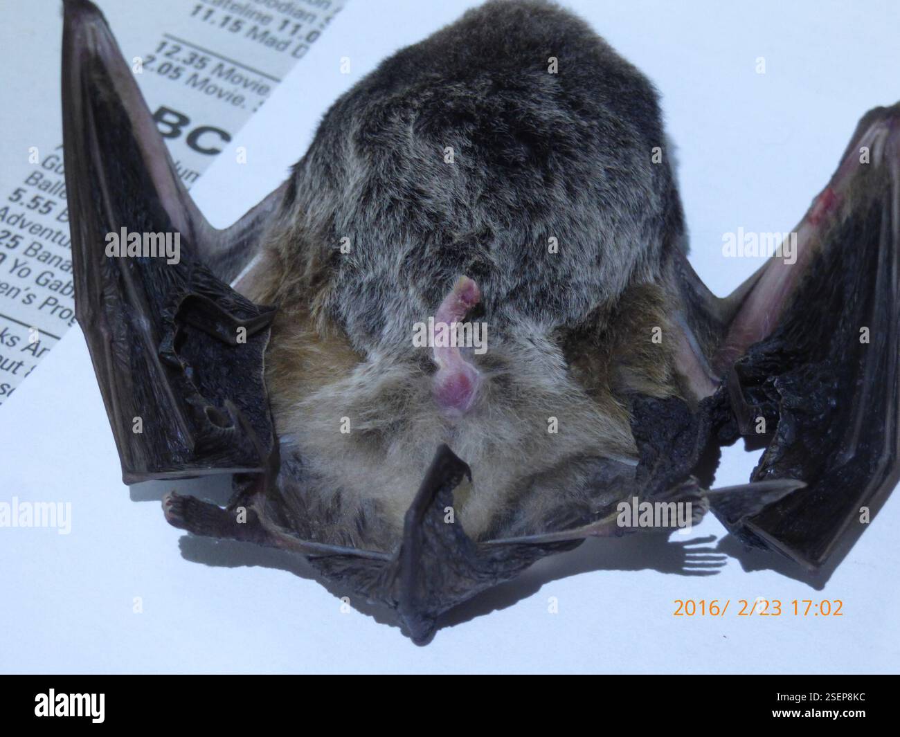 Gould's Wattled Bat (Chalinolobus gouldii), Mammalia, Montacute SA 5134 ...