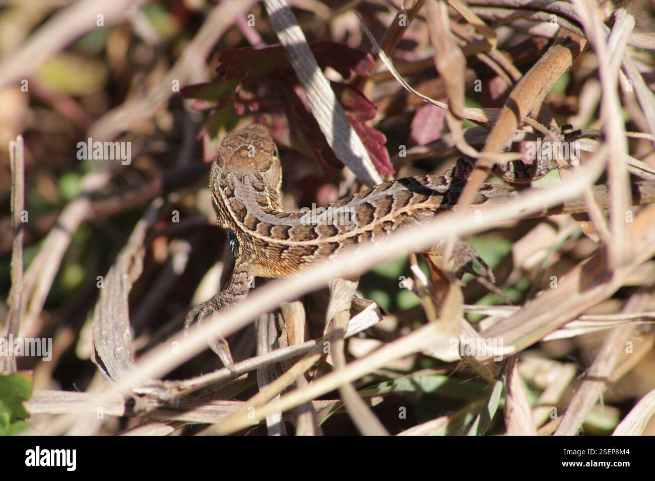 Spiny Lizards (Sceloporus), Reptilia, Tecolotlán, Jal., México Stock ...