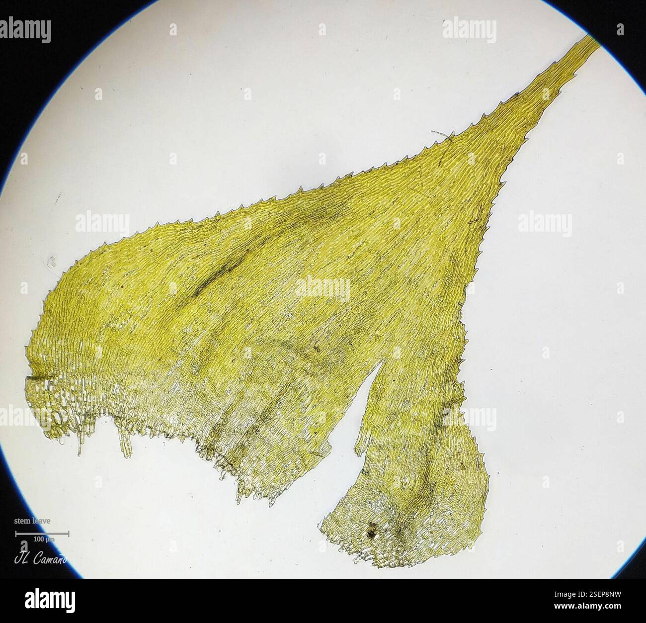 Flagellate Feather-moss (Hyocomium armoricum), Plantae, La Coruña ...
