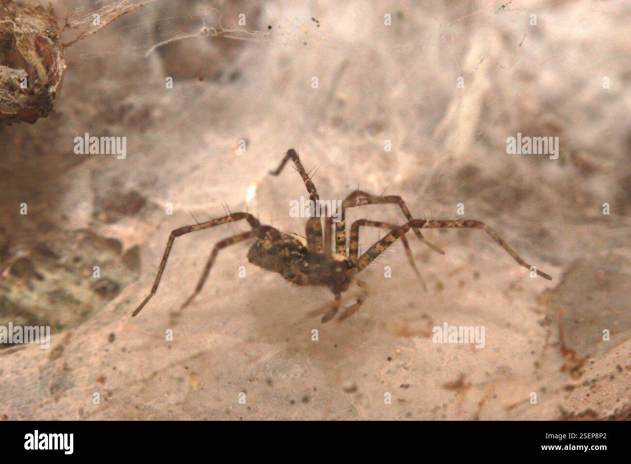 Typical Spiders (Araneomorphae), Arachnida, Oxapampa, Peru, In a very large sheet web Stock ...
