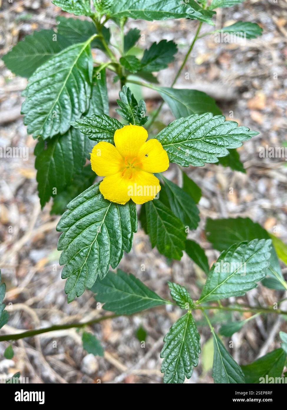 Yellow alder (Turnera ulmifolia), Plantae, Matanzas, CU, Yellow Alder ...