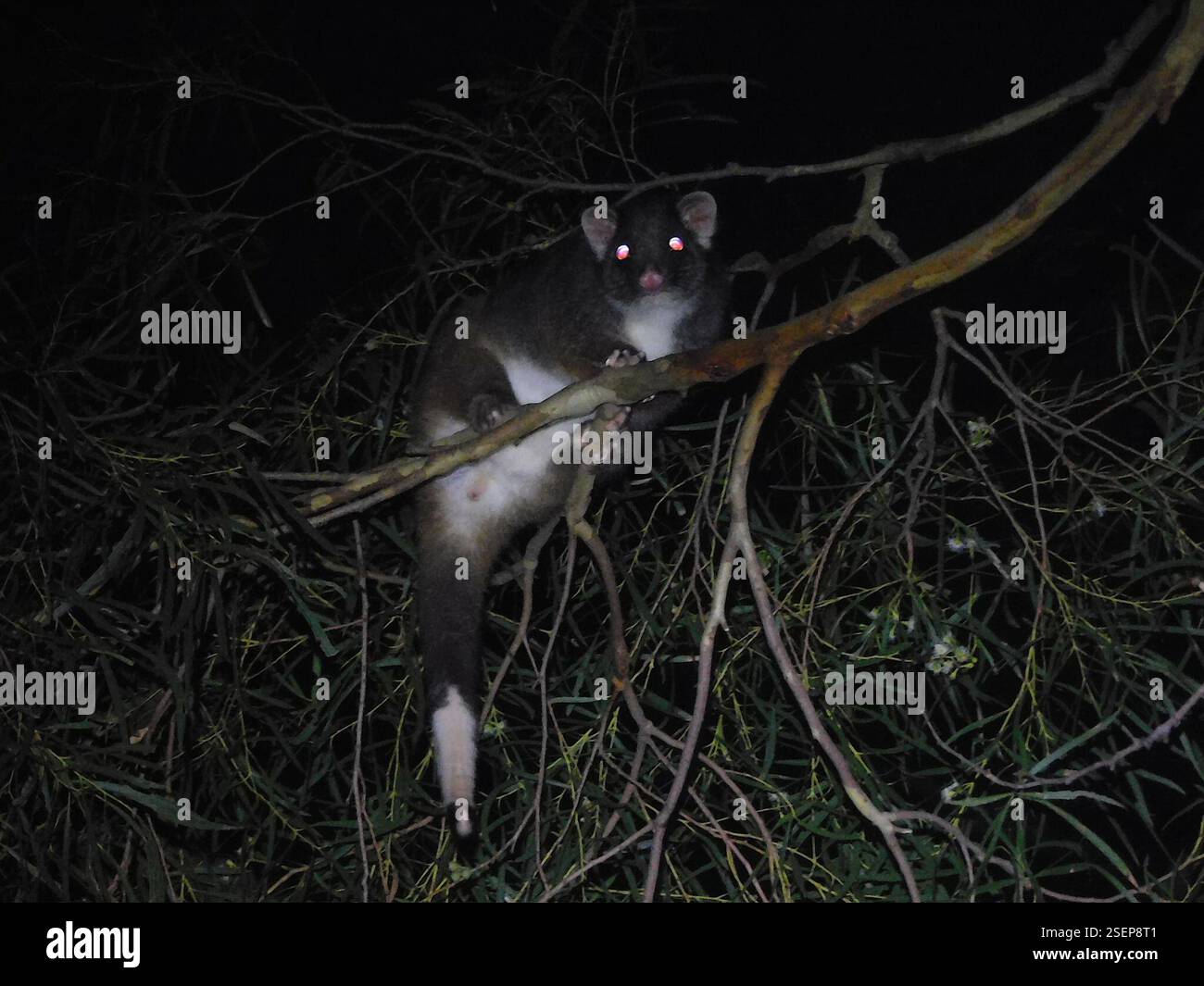 Common Ring-tailed Possum (Pseudocheirus peregrinus), Mammalia, Hobart ...