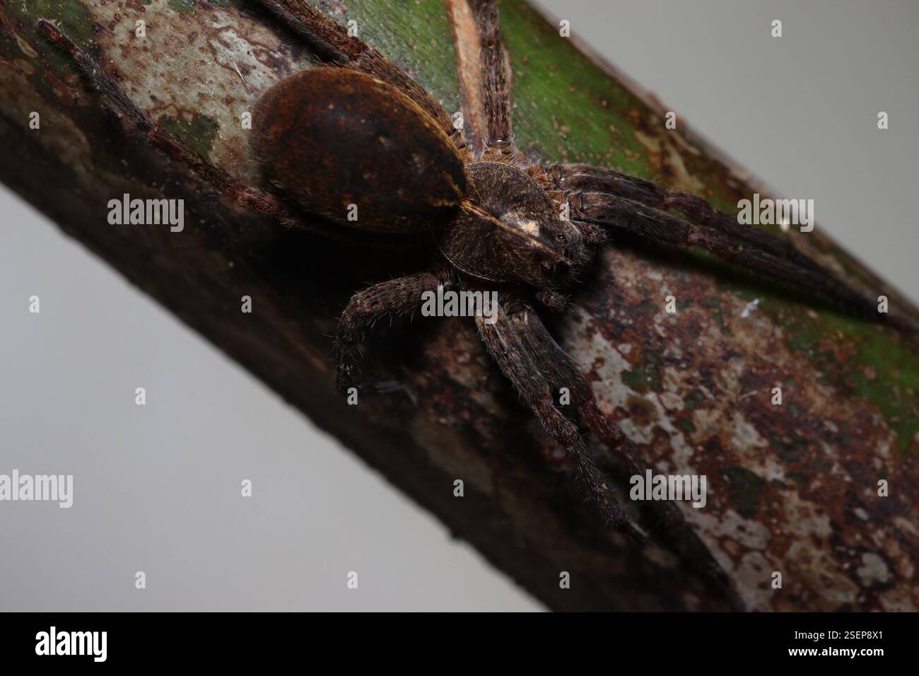 Tropical Wandering Spiders (Ctenus), Arachnida, Araçariguama, SP, 18147 ...