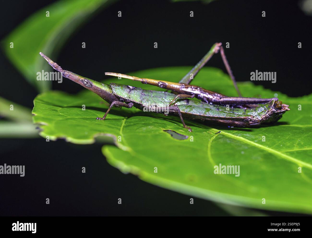 Grasshopper, grasshopper, (Omura congrua) rainforest, animals, insects ...