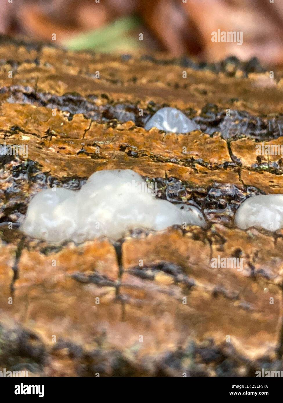 Crystal Brain Fungus (Myxarium nucleatum), Fungi, Kingston Vale, London ...