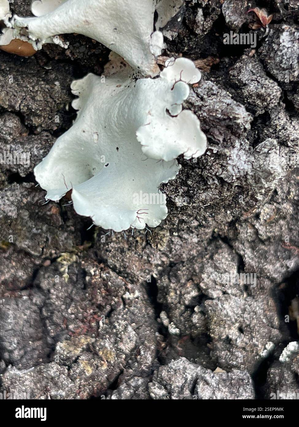 Ruffle Lichens (Parmotrema), Fungi, Torreya State Park, Bristol, FL, US ...