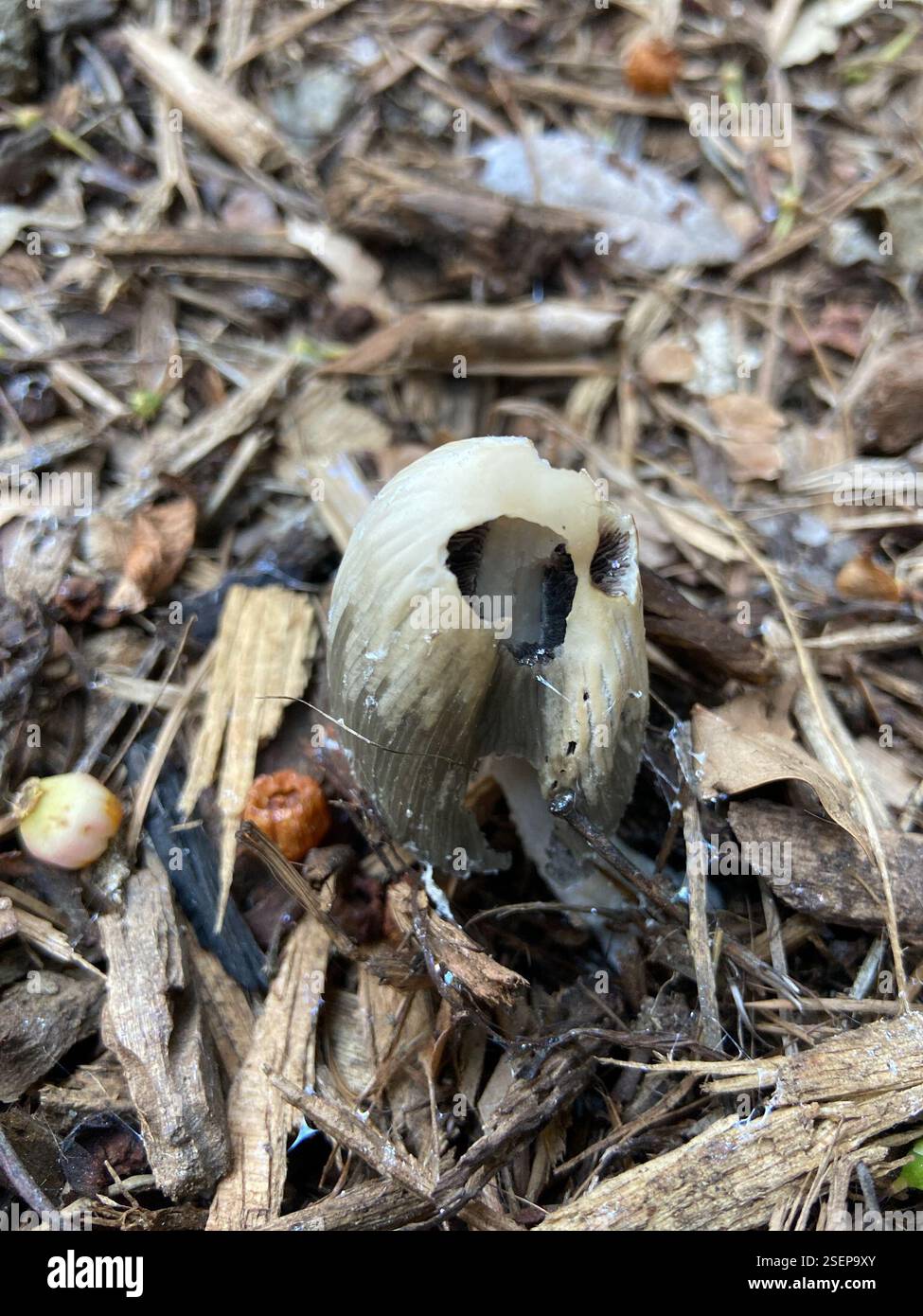 inky caps (Coprinus), Fungi, Waterfront Dr, Los Angeles, CA, US Stock ...