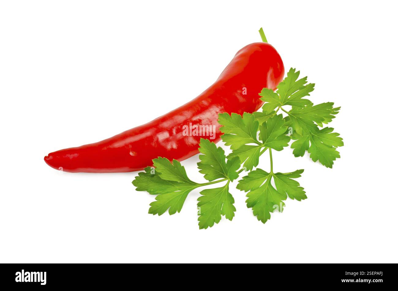 A red pepper with a sprig of green parsley against a white background ...
