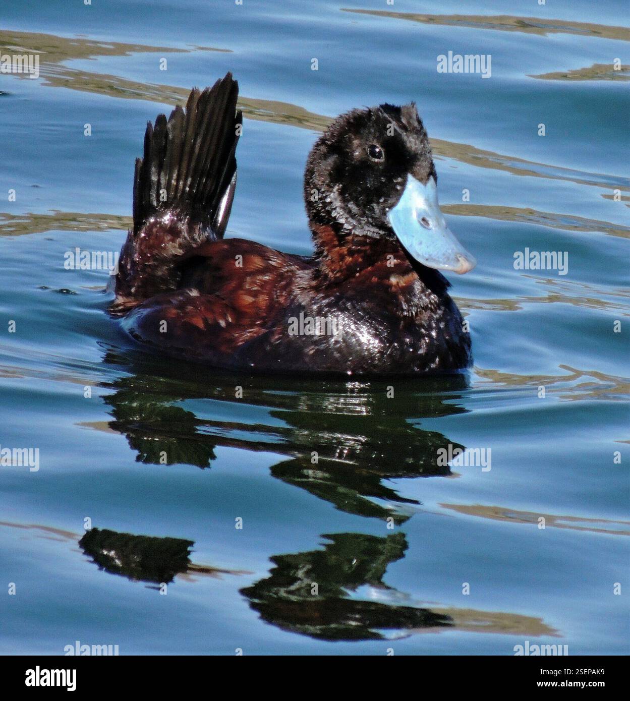 Andean Duck (Oxyura ferruginea), Aves, Lago Argentino, AR-SC, AR Stock ...