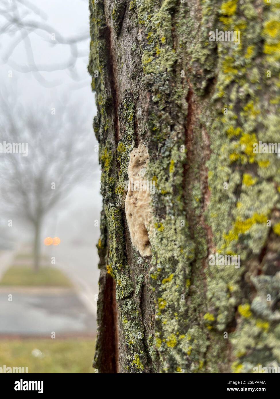 Spongy Moth (Lymantria dispar), Insecta, Railton Ave, London, ON, CA ...